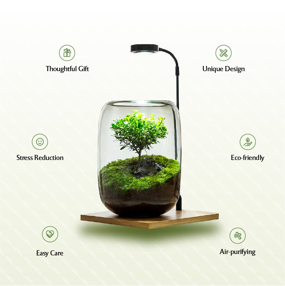 Galleri Modern Terrarium with Integrated Light, Exquisite Plant Display ...