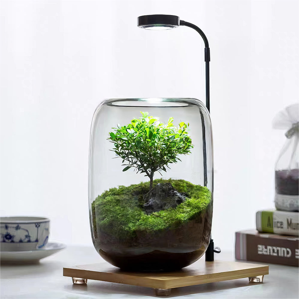 Galleri Modern Terrarium with Integrated Light, Exquisite Plant Display ...