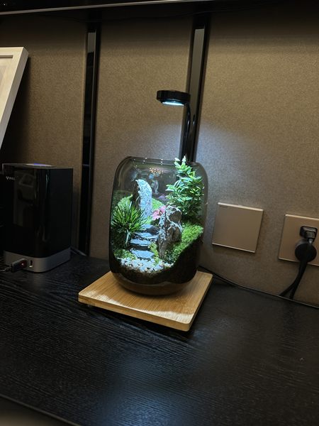 Galleri™ Mini World: Captivating Nature-Inspired Terrarium for Serene ...